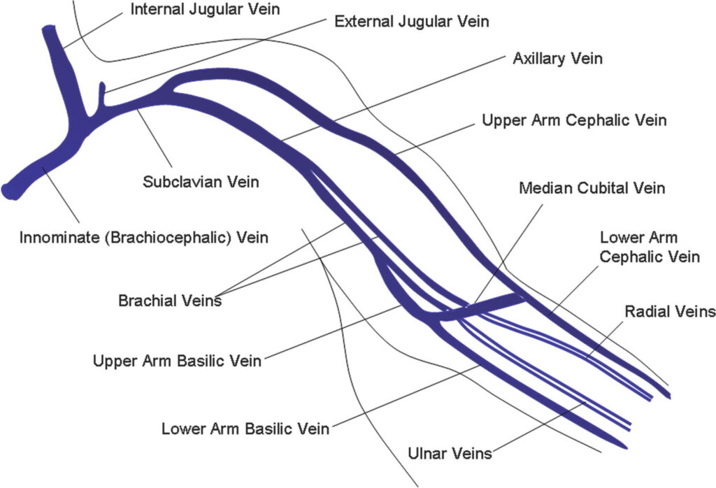 Vascular Anatomy Of Upper Limb - One Touch Home Healthcare